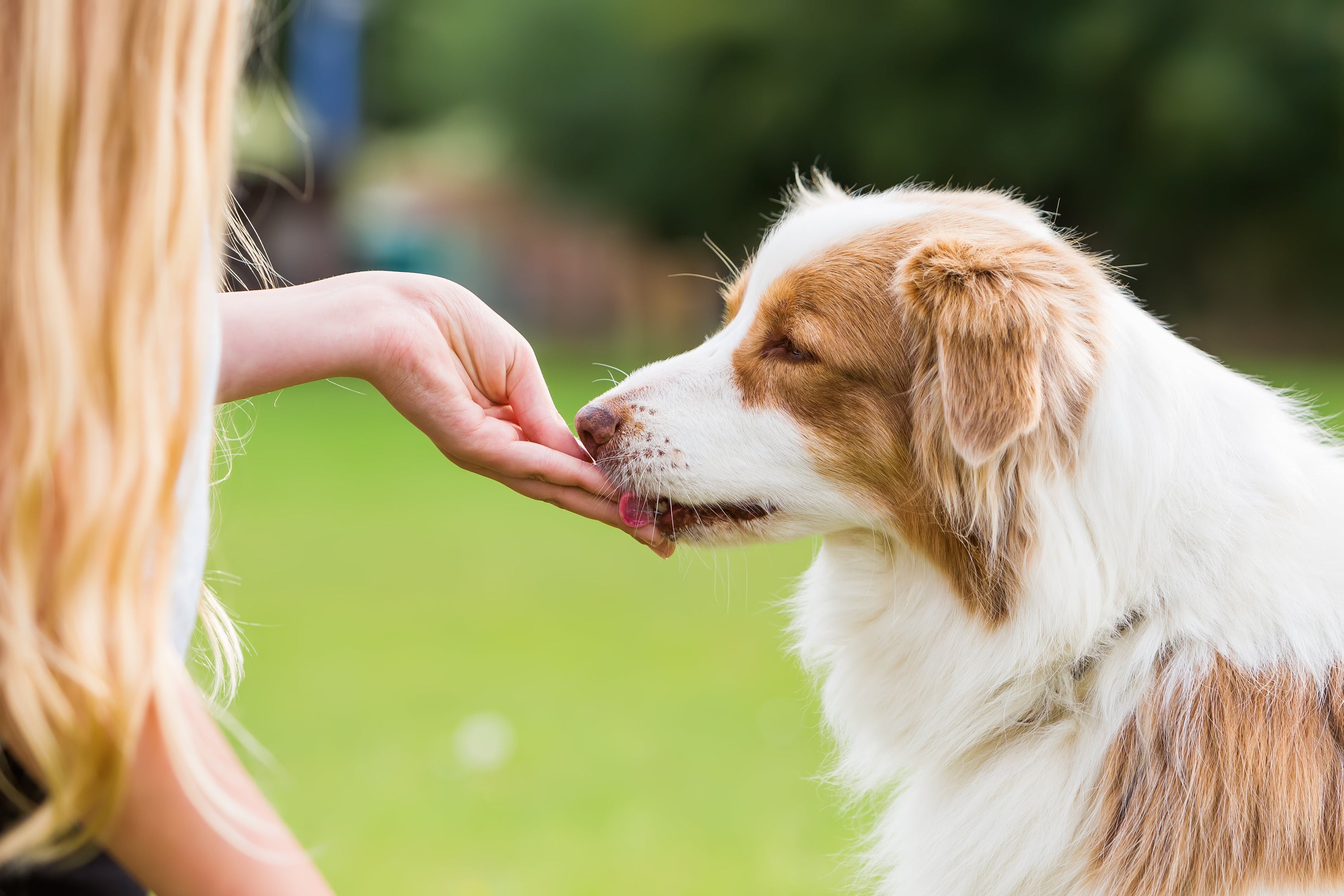 Positive vs. Negative Attention in Pets: Behavior Impact Explained