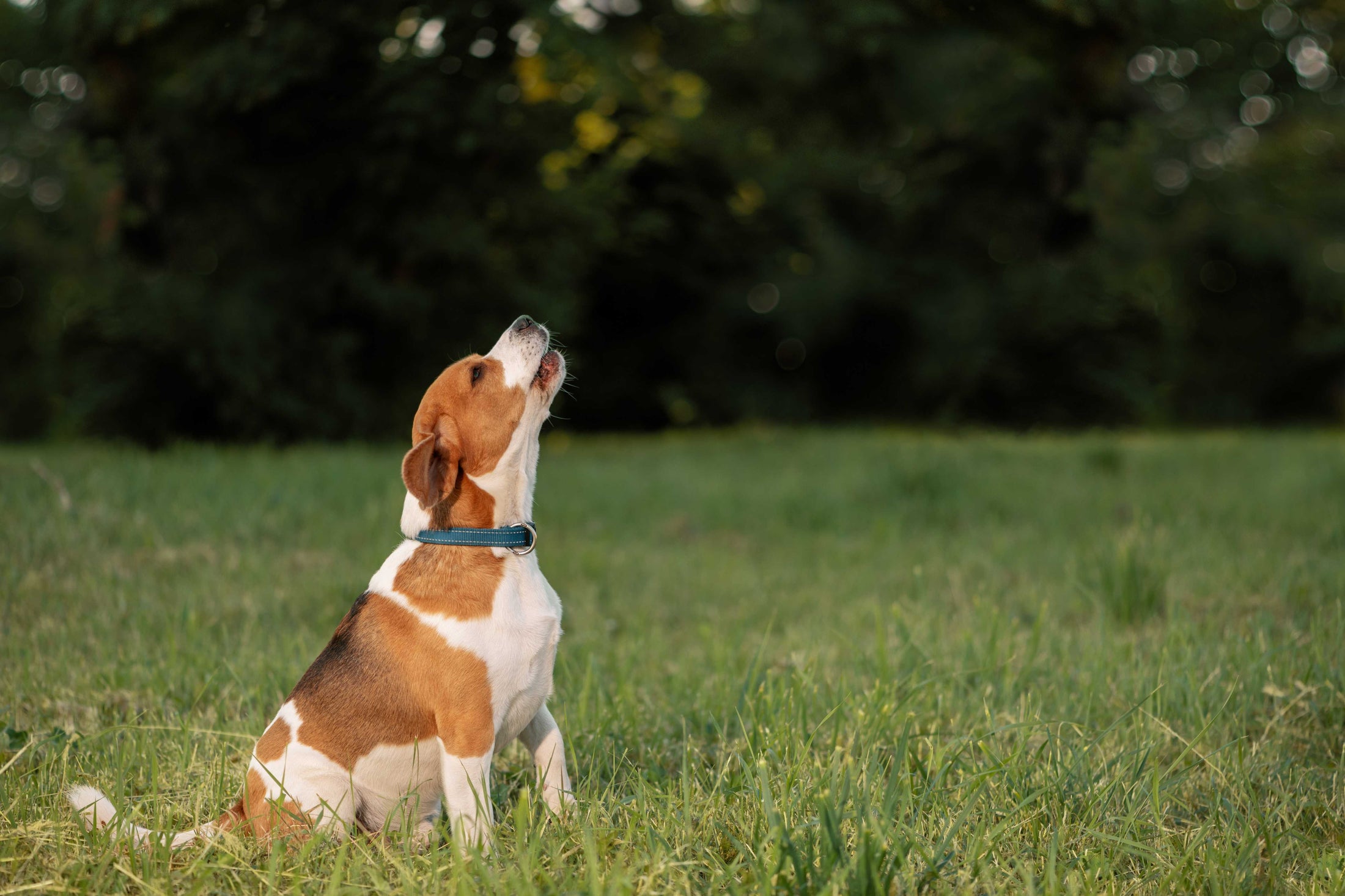 Understanding Dog Barking: Causes, Functions, & Communication