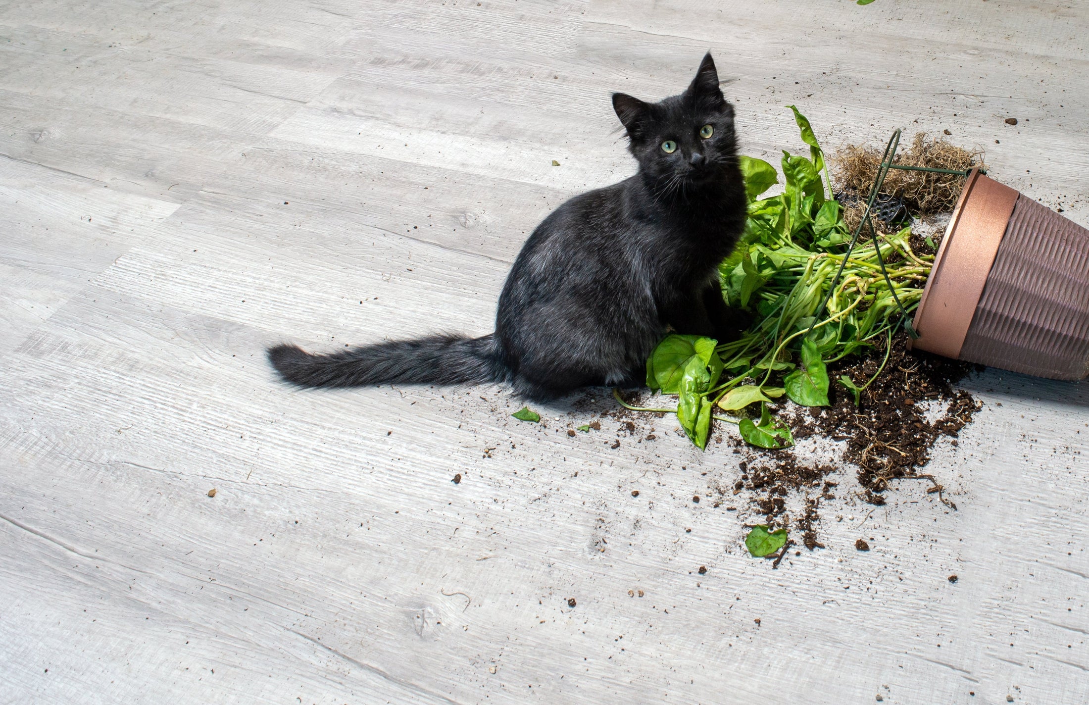 Guilt in Pets: Interpretting Dog and Cat Behaviors