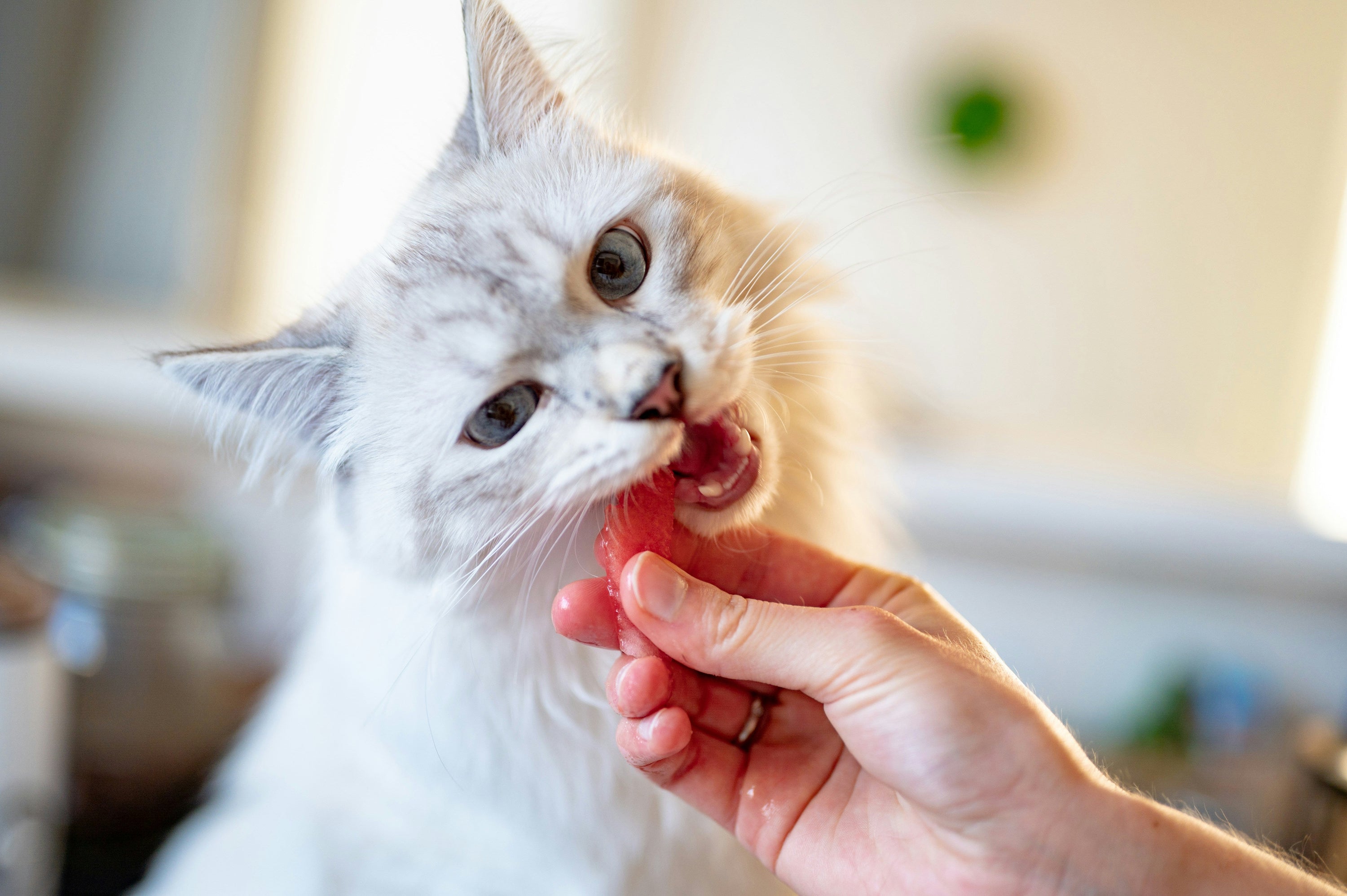 Stomatitis In Cats: Symptoms, Causes And Treatment