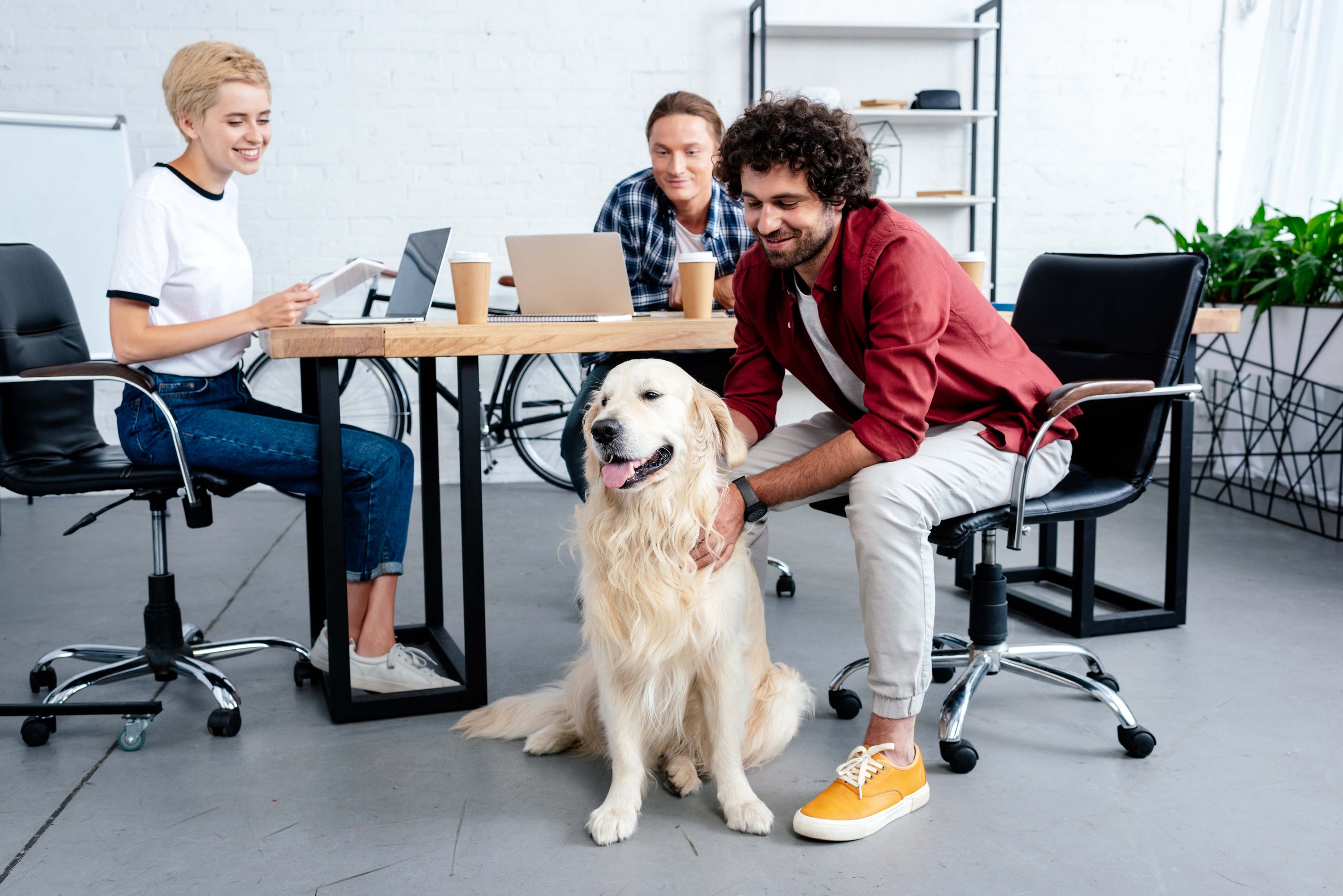 Workplace Woofs: Pets and Team Collaboration