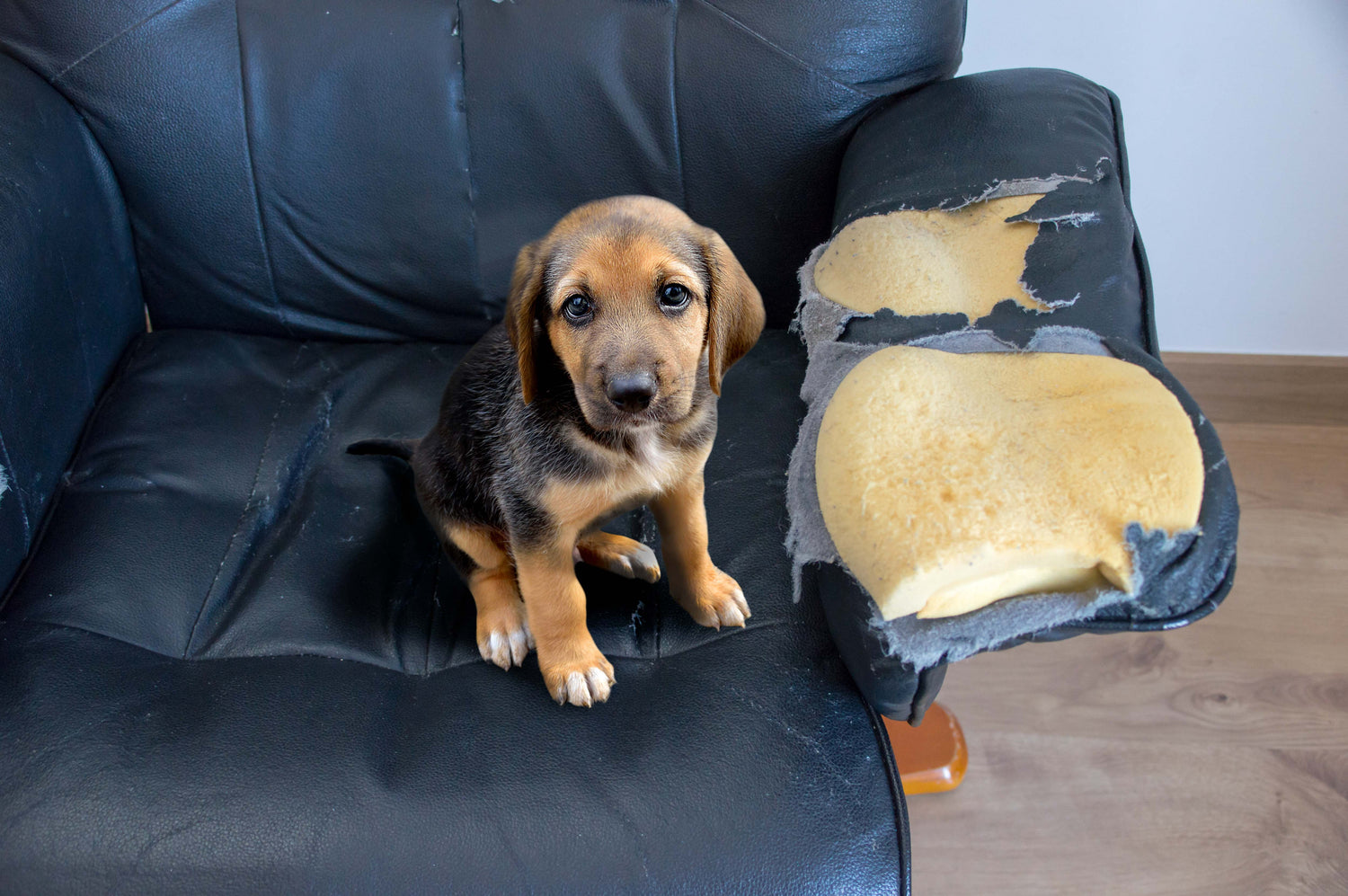 Minimizing Misbehavior: Establishing Rules to Prevent Pet Guilt