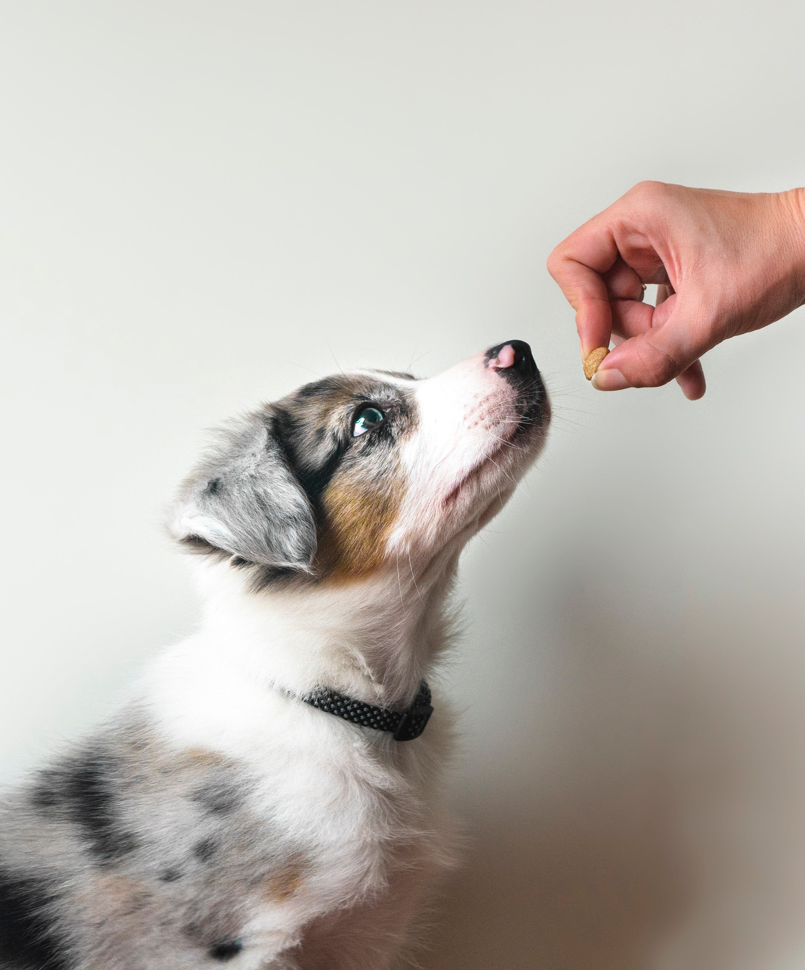 Healthy Pet Food Australia | Everyday Discounts for Members